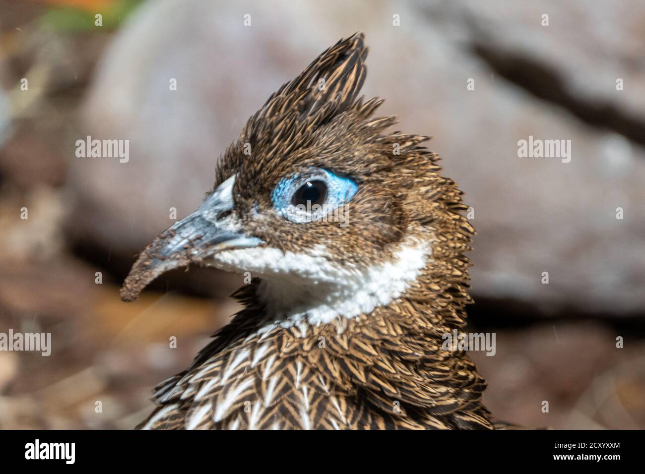 Impeyan Pheasant Female