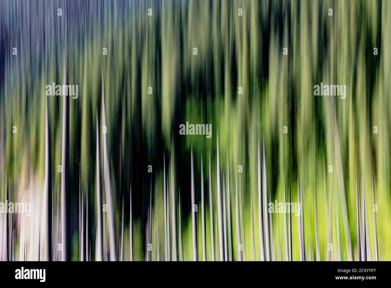 Abstract background of empty trees blurred vertically Stock Photo - Alamy