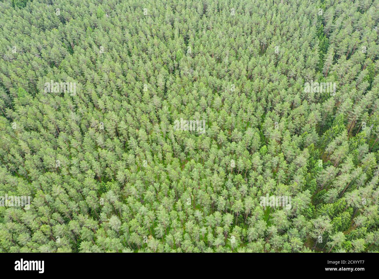 Aerial pine forest hi-res stock photography and images - Alamy