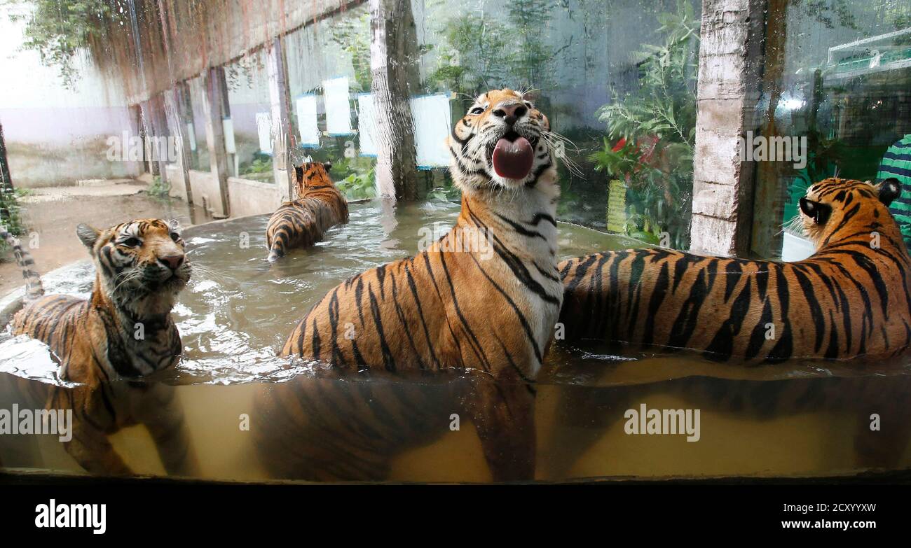 Bengal tiger water play hi-res stock photography and images - Alamy