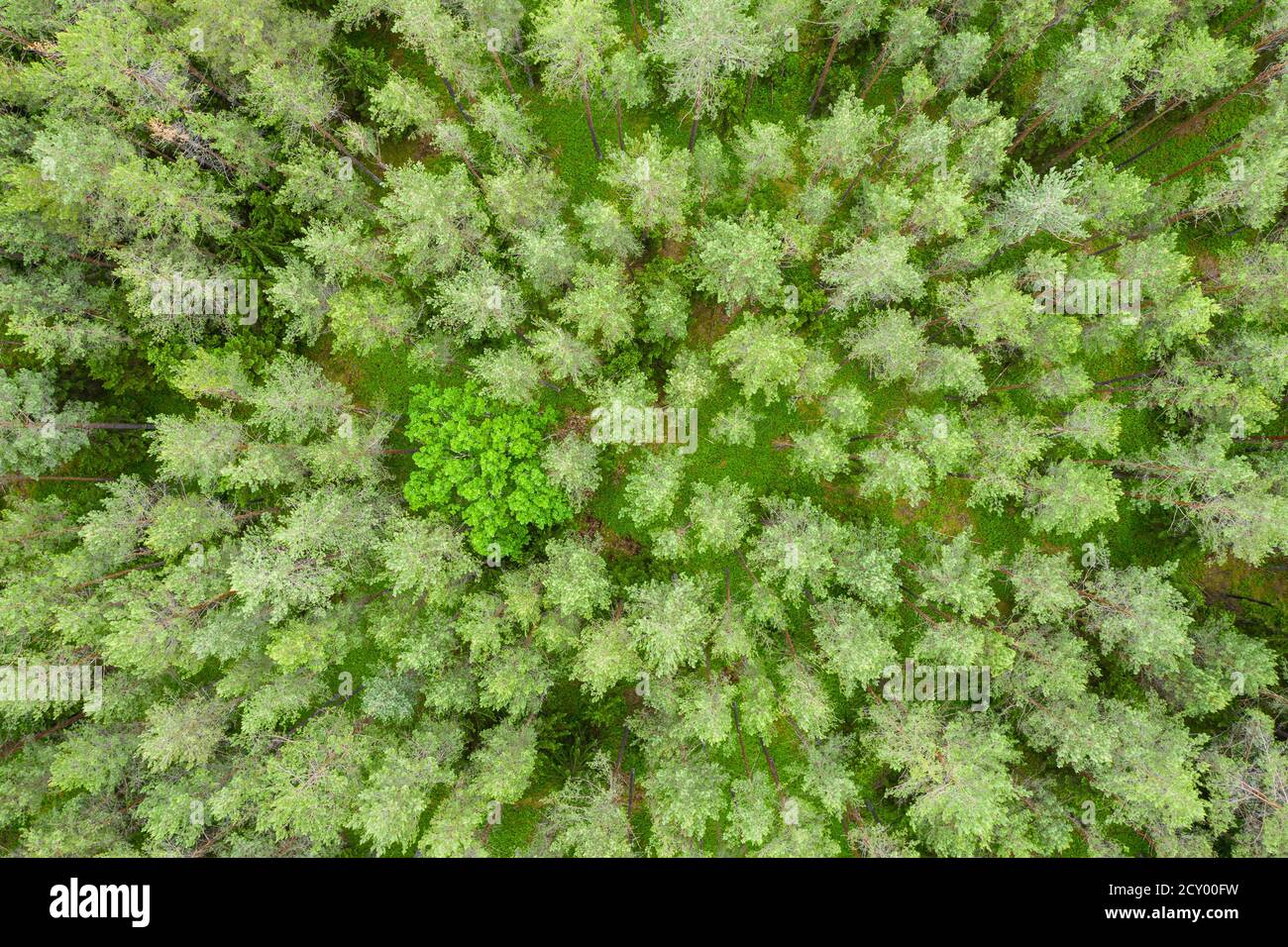Aerial perspective of tree tops hi-res stock photography and images - Alamy