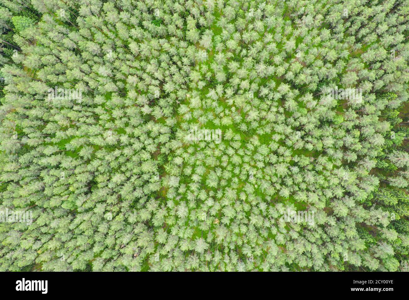 Aerial perspective of tree tops hi-res stock photography and images - Alamy