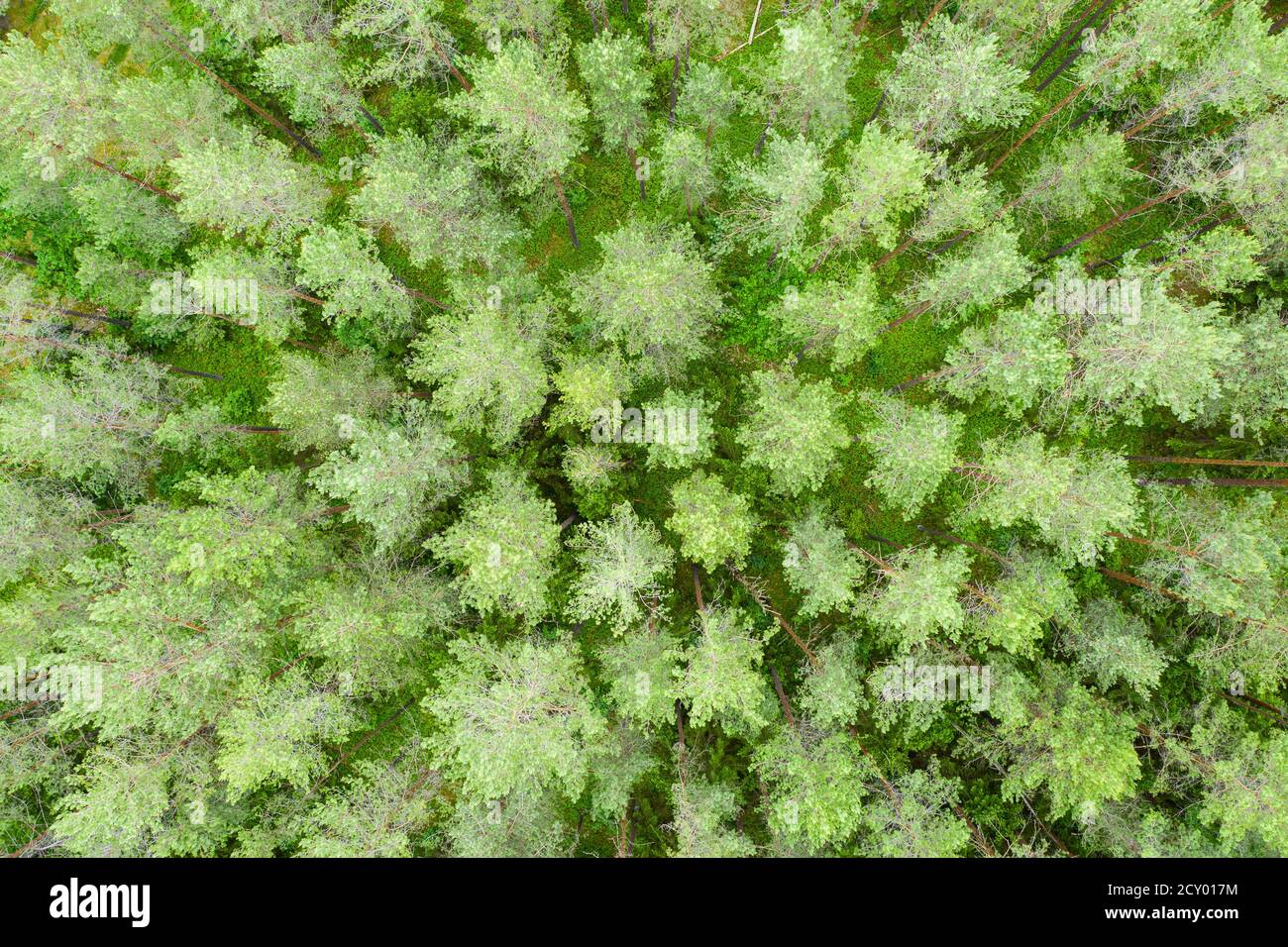 Aerial view pine forest drone hi-res stock photography and images - Alamy