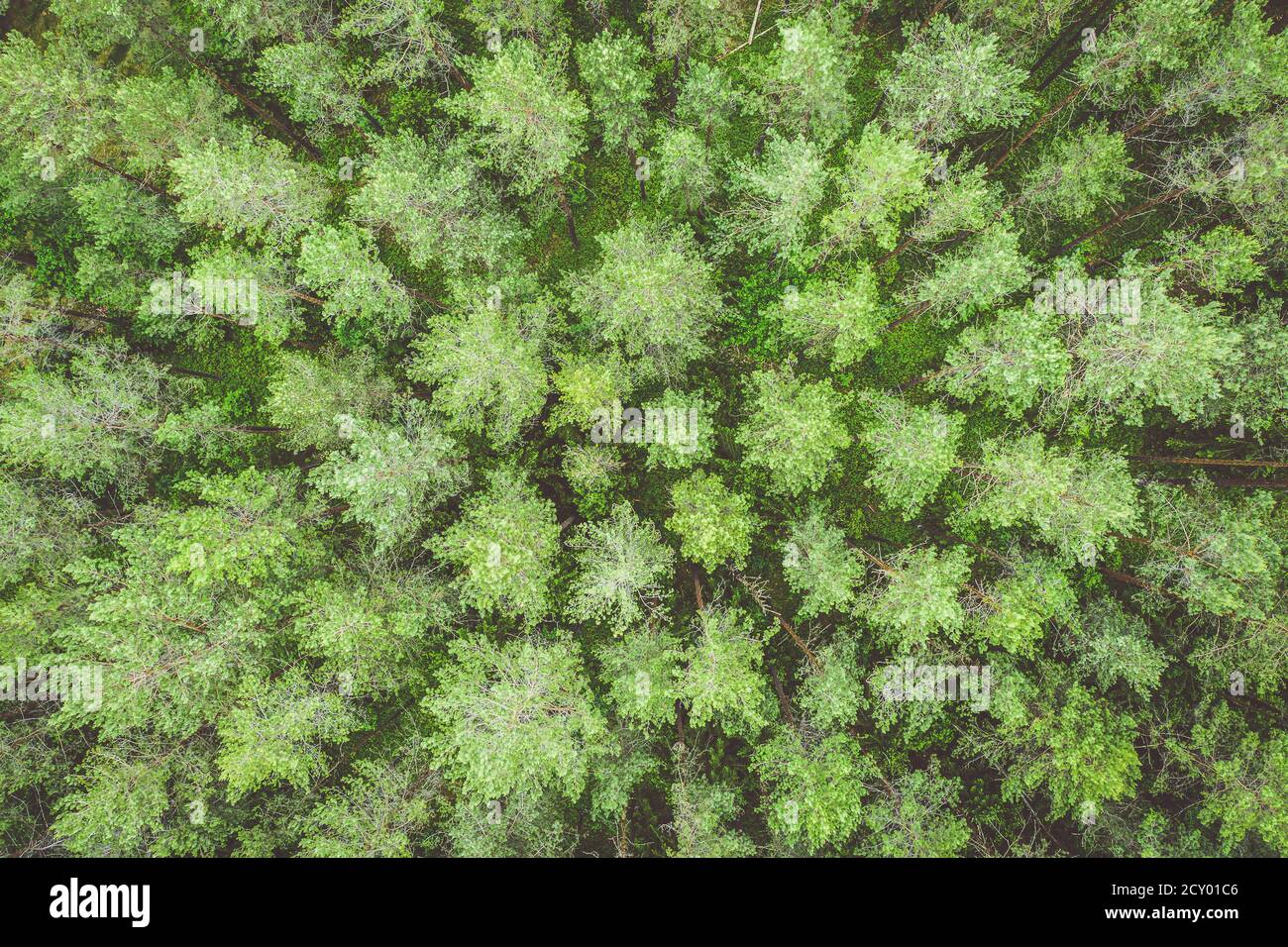 Aerial perspective of tree tops hi-res stock photography and images - Alamy