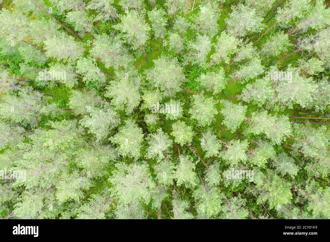 Aerial perspective of tree tops hi-res stock photography and images - Alamy