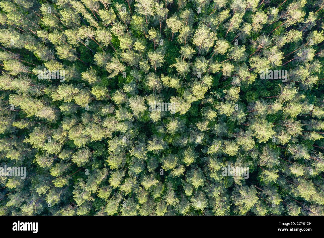 Top down tree hi-res stock photography and images - Alamy