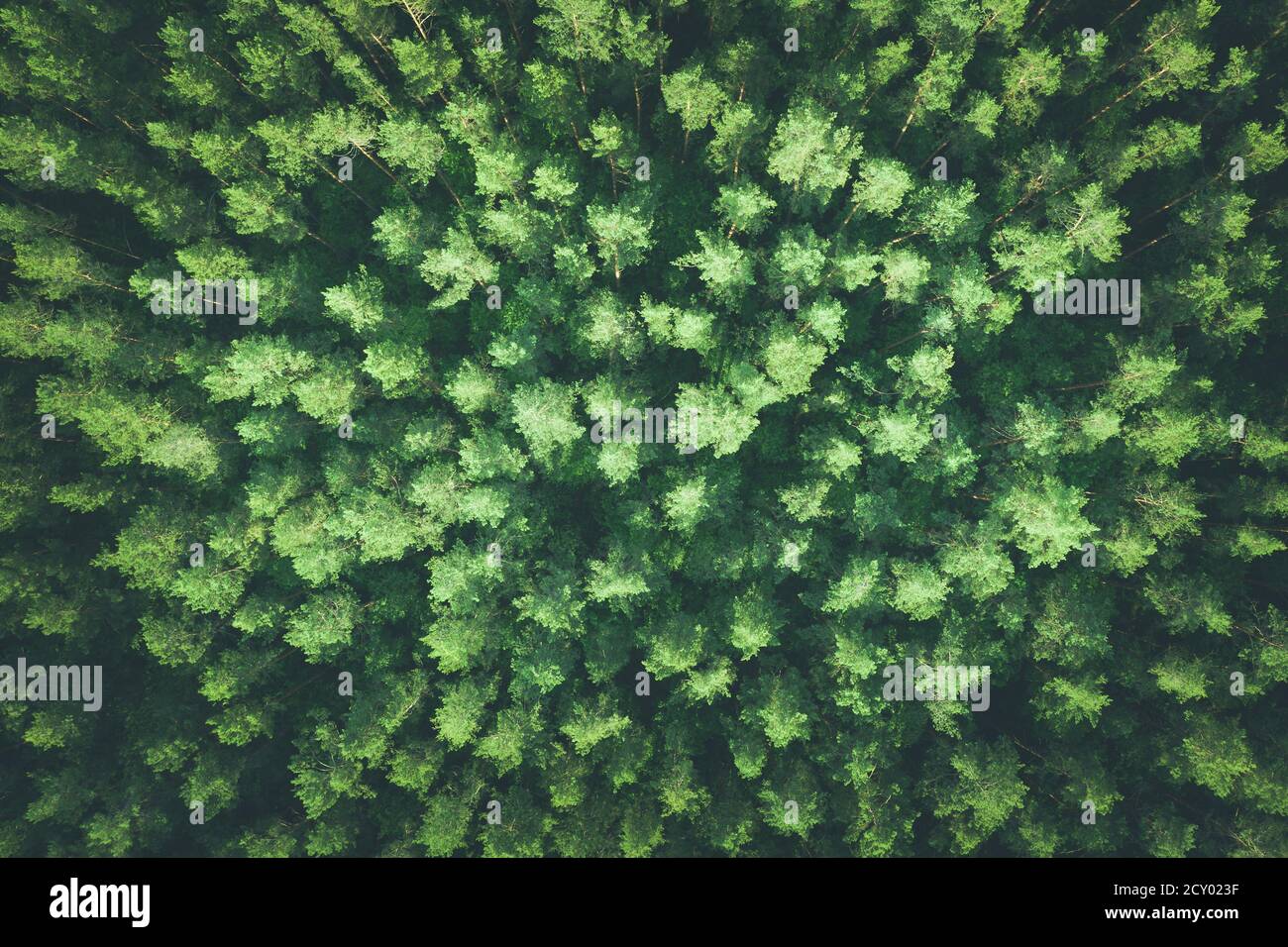 Top down aerial view of pine forest, toned image Stock Photo - Alamy