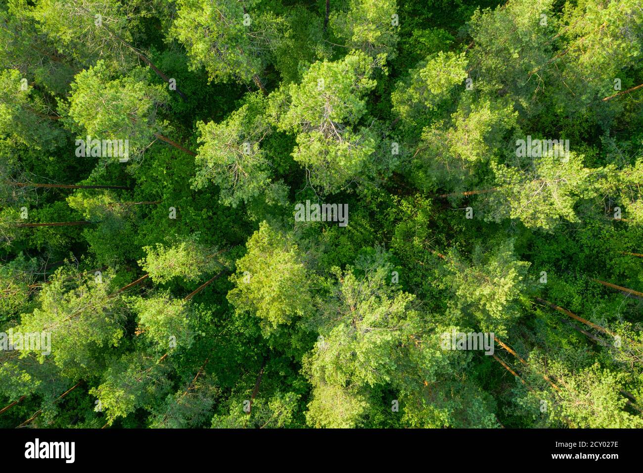 Top down view pine hi-res stock photography and images - Alamy