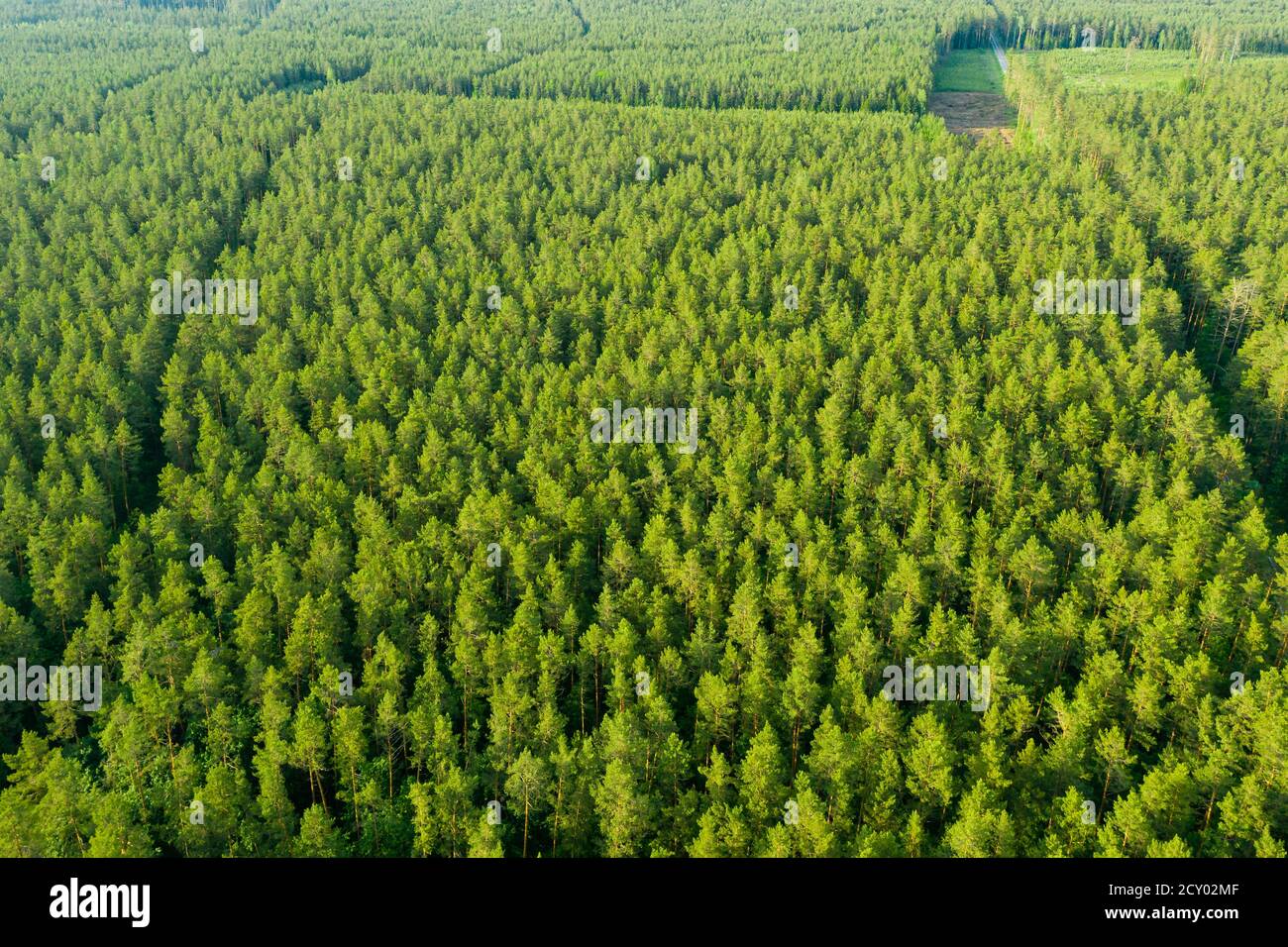 Aerial view of green pine forest Stock Photo - Alamy
