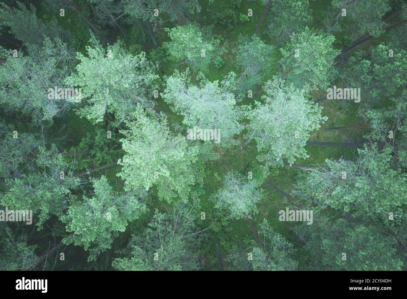 Top down tree hi-res stock photography and images - Alamy