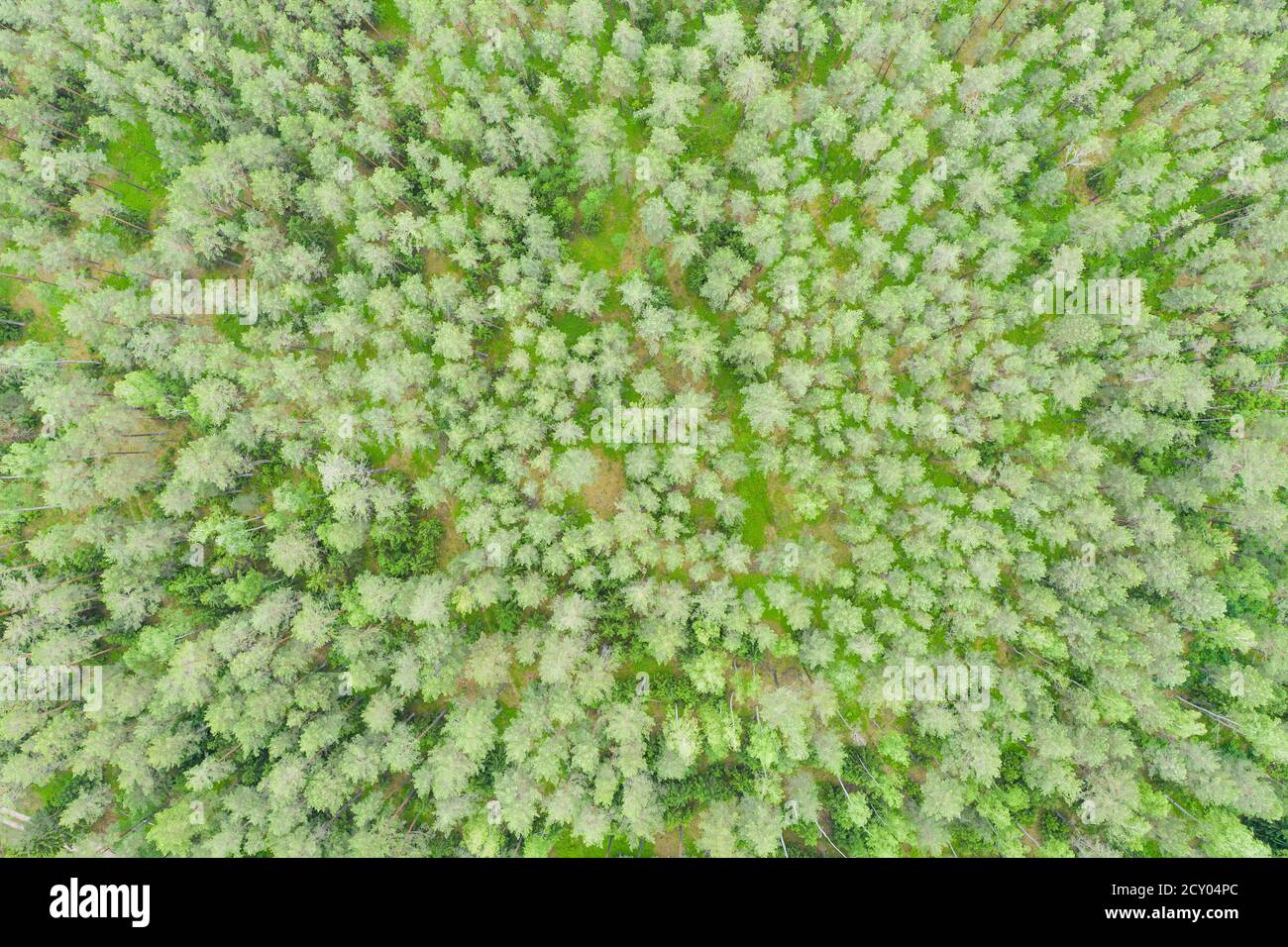 Top down aerial view of green pine forest Stock Photo - Alamy