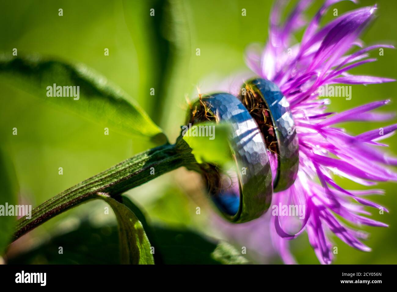 Commitment ceremony rings hi-res stock photography and images - Alamy