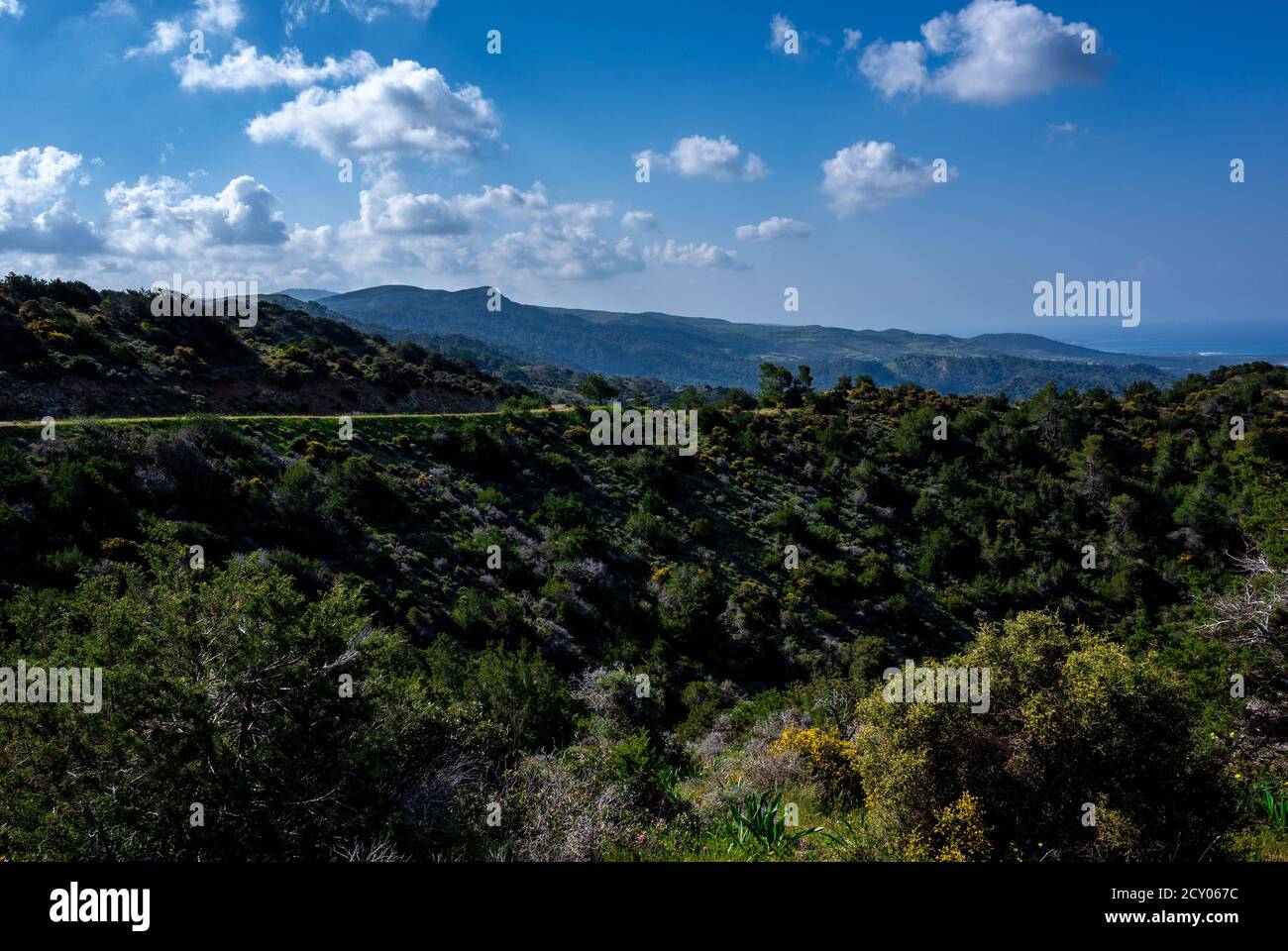 Cyprus cedar tree hi-res stock photography and images - Alamy