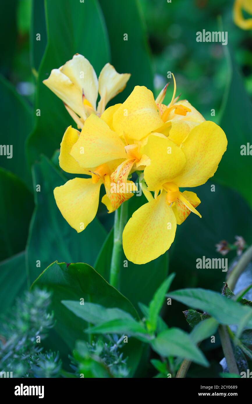 Canna Canna Indica High Resolution Stock Photography and Images - Alamy