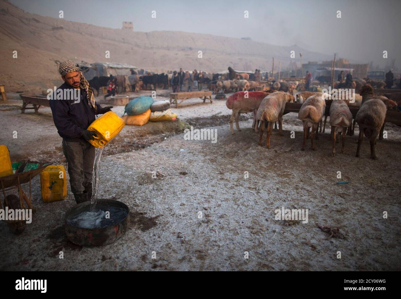 Hissar Sheep High Resolution Stock Photography and Images - Alamy