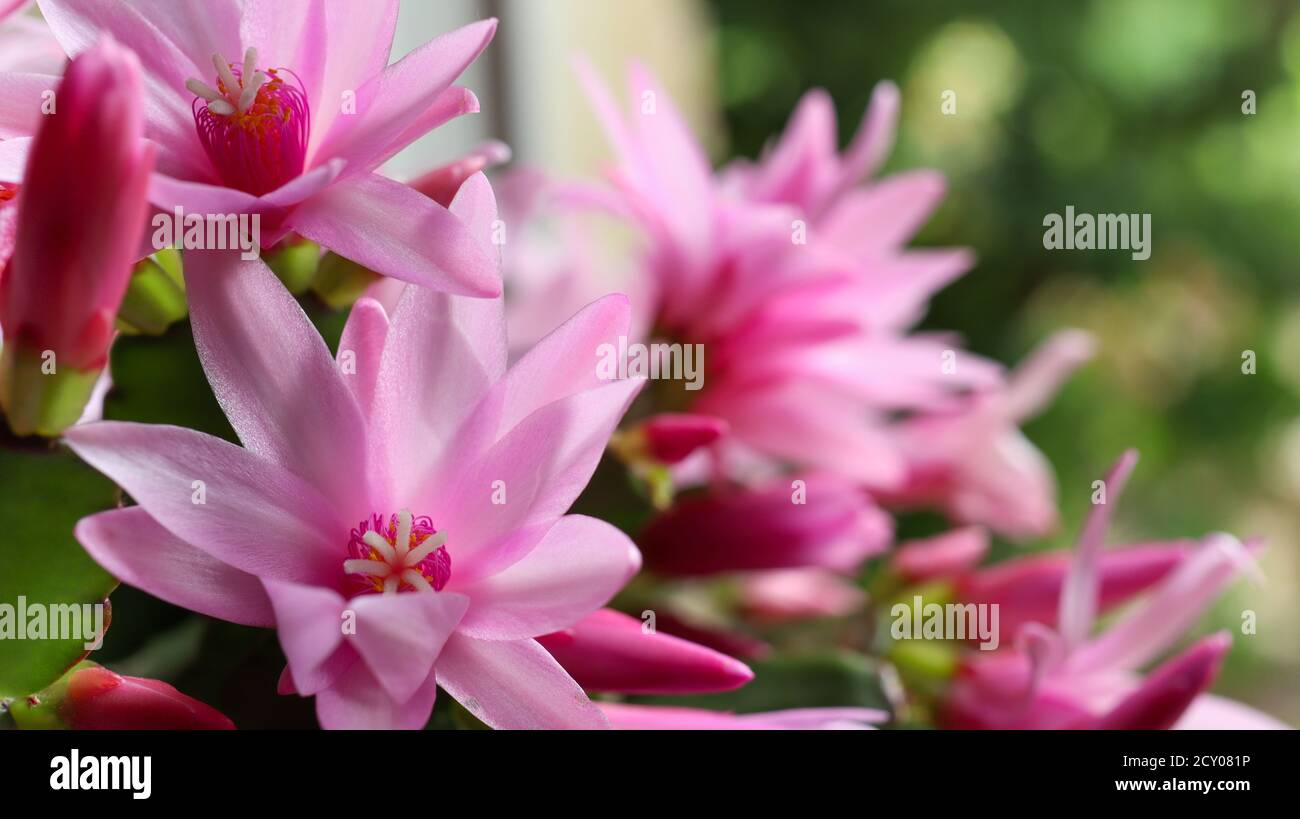 Zygocactus hi-res stock photography and images - Alamy