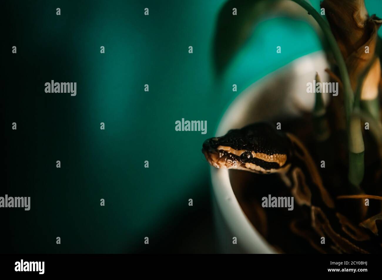 Ball Python hanging out in plant Stock Photo - Alamy