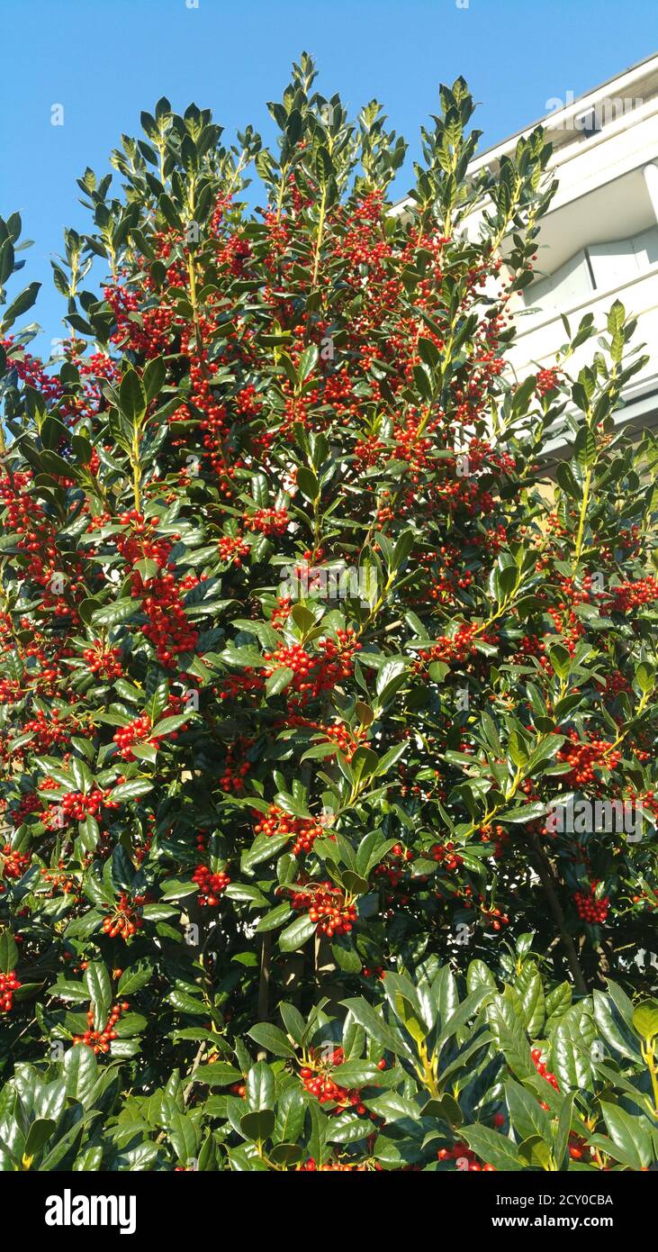 American holly tree hi-res stock photography and images - Alamy