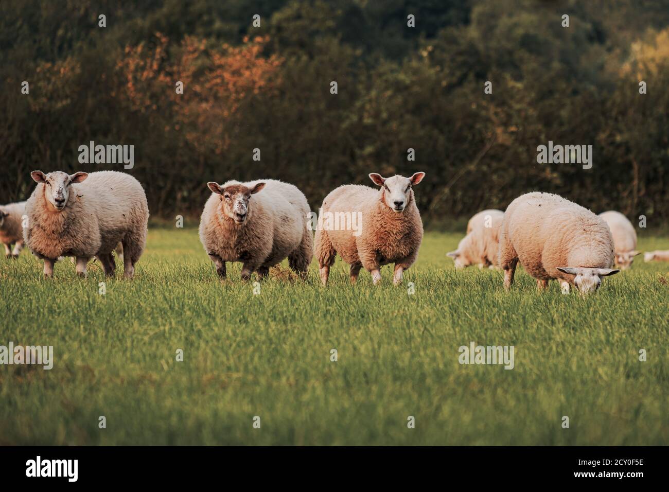 Lamb manchester hi-res stock photography and images - Alamy