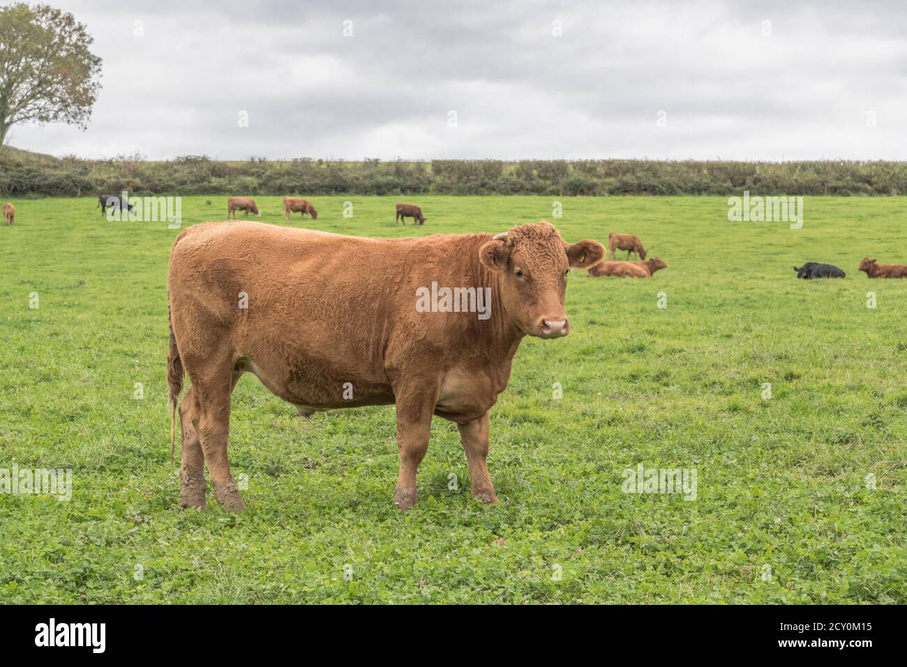 Young bull looking at camera. For UK livestock farming, British beef ...