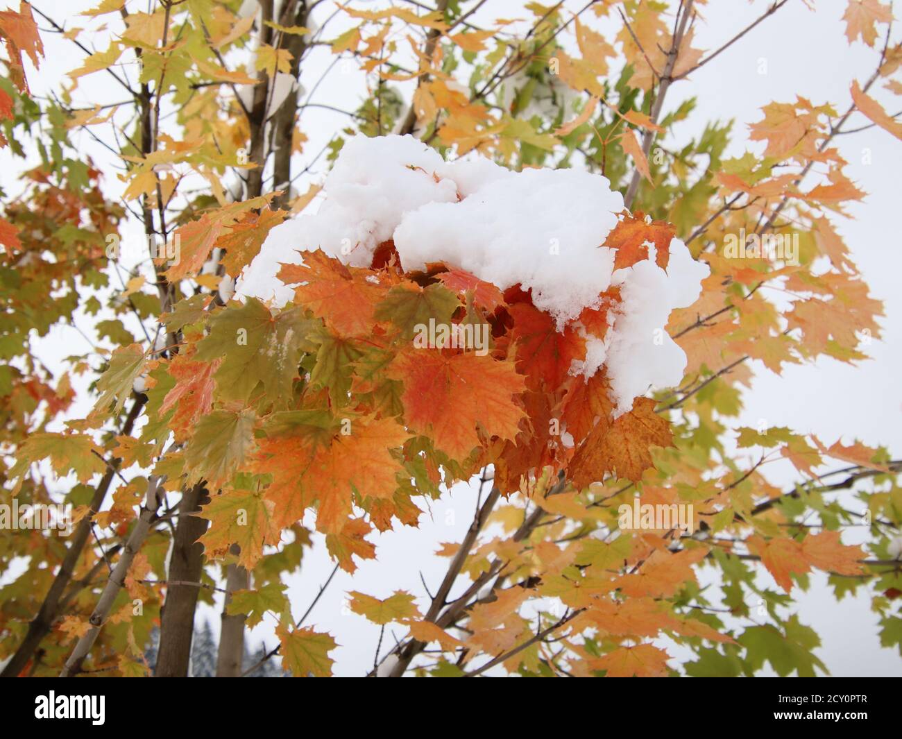 Maple leaves with fall colors in the snow Stock Photo - Alamy