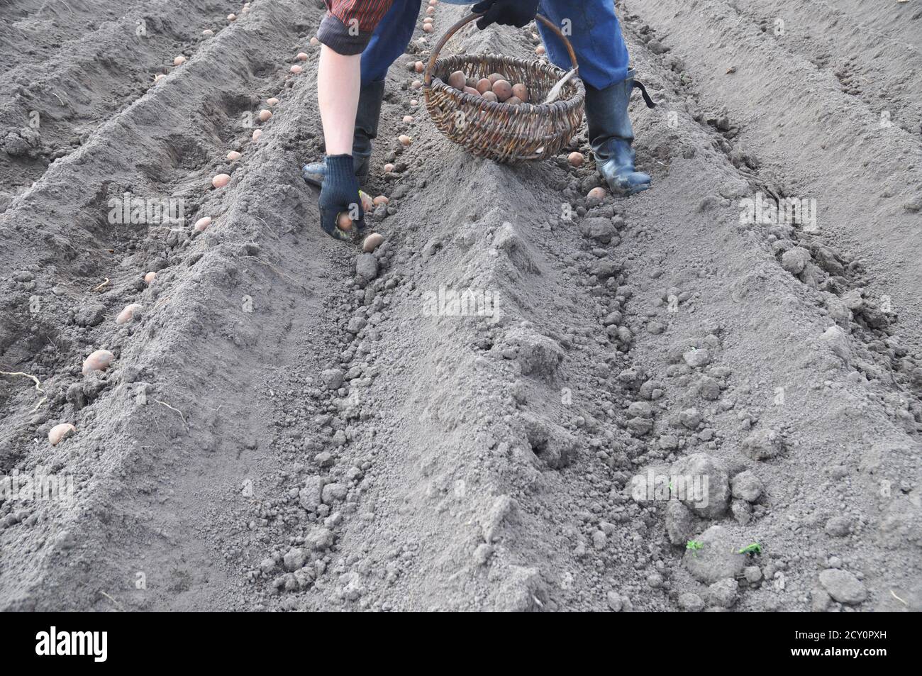 Farmer planting potatoes in springtime. Man planting potato field Stock ...