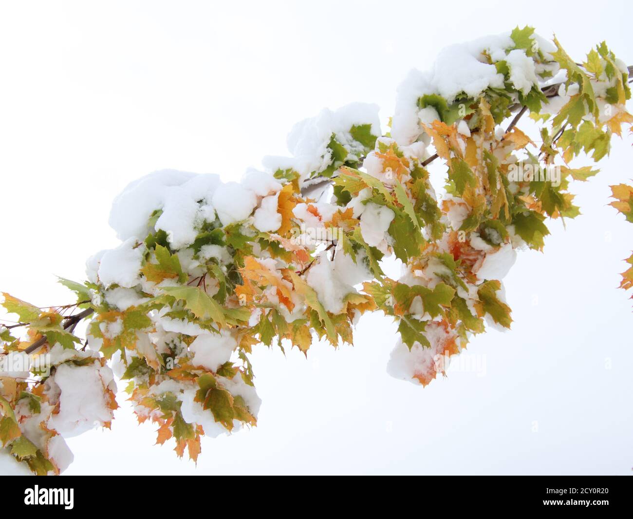 Fall leaves and snow hi-res stock photography and images - Alamy