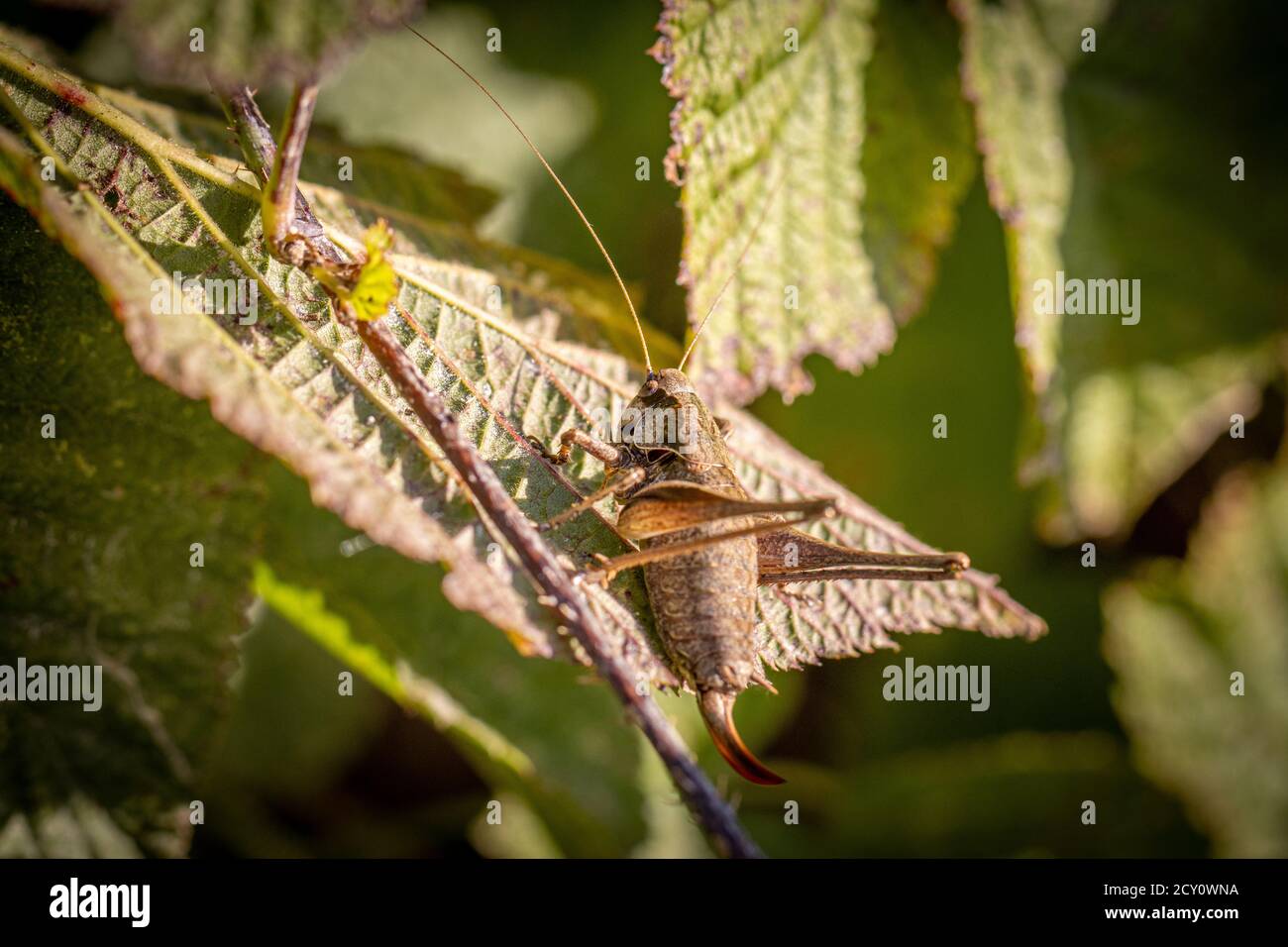 a brown common bush insect sits well camouflaged on a brown leaf Stock ...