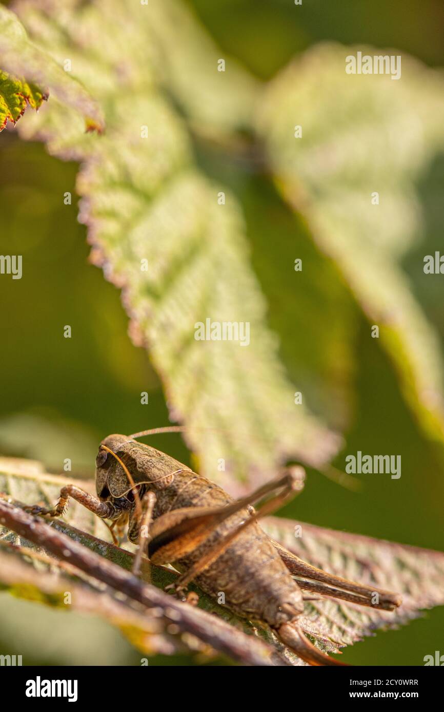 a brown common bush insect sits well camouflaged on a brown leaf Stock ...