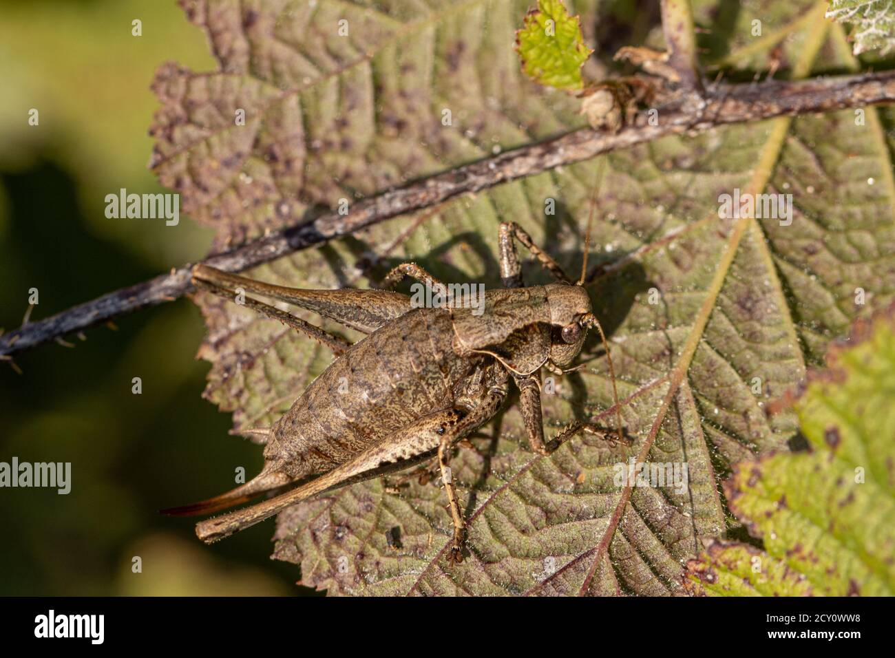 a brown common bush insect sits well camouflaged on a brown leaf Stock ...