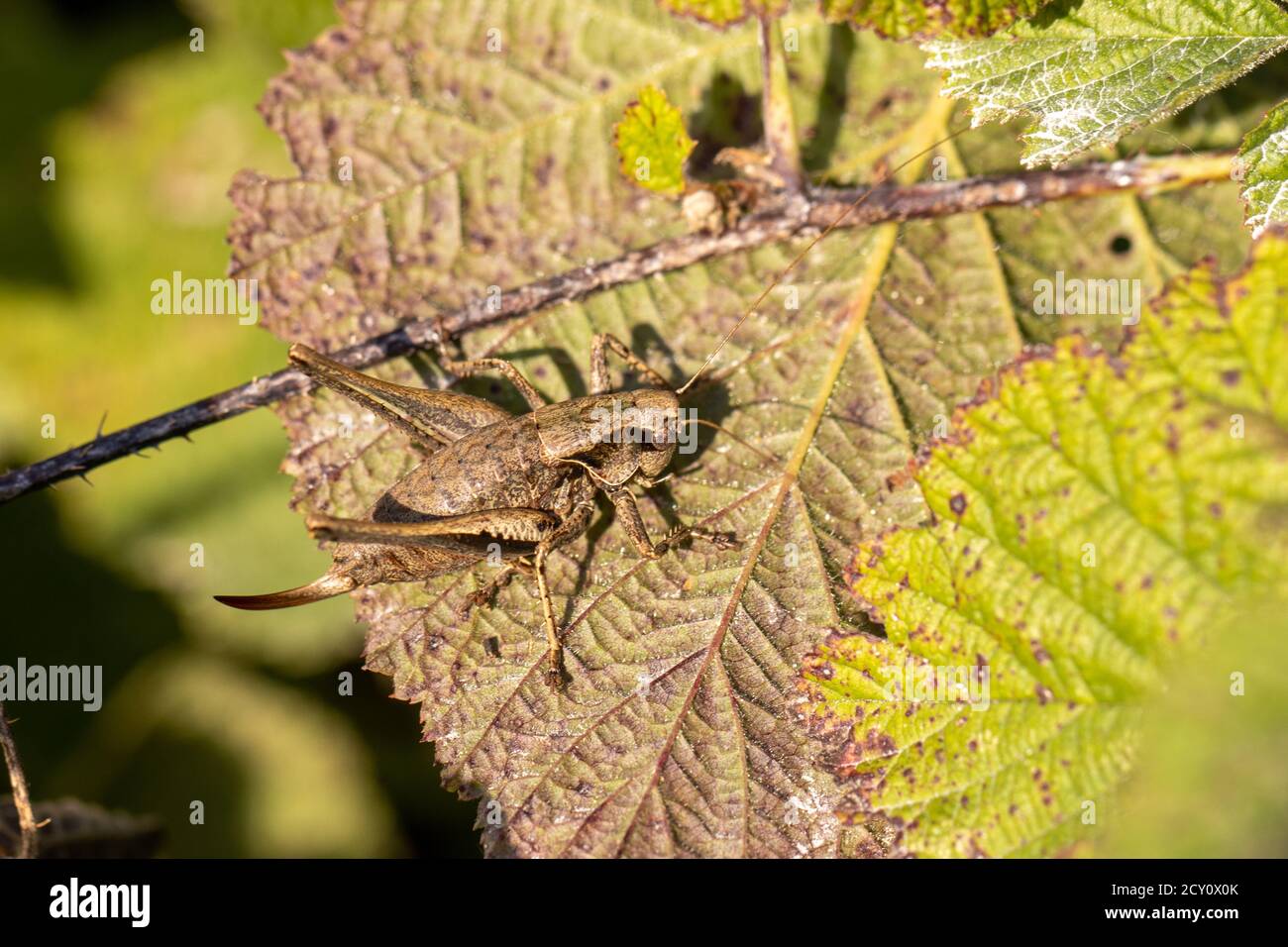 a brown common bush insect sits well camouflaged on a brown leaf Stock ...