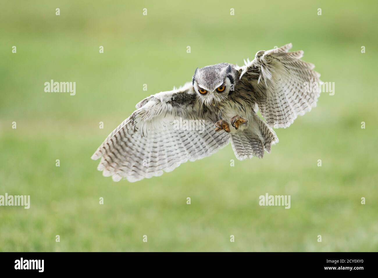 Northern white-faced owl (Ptilopsis leucotis), (C), Hawk Conservancy ...
