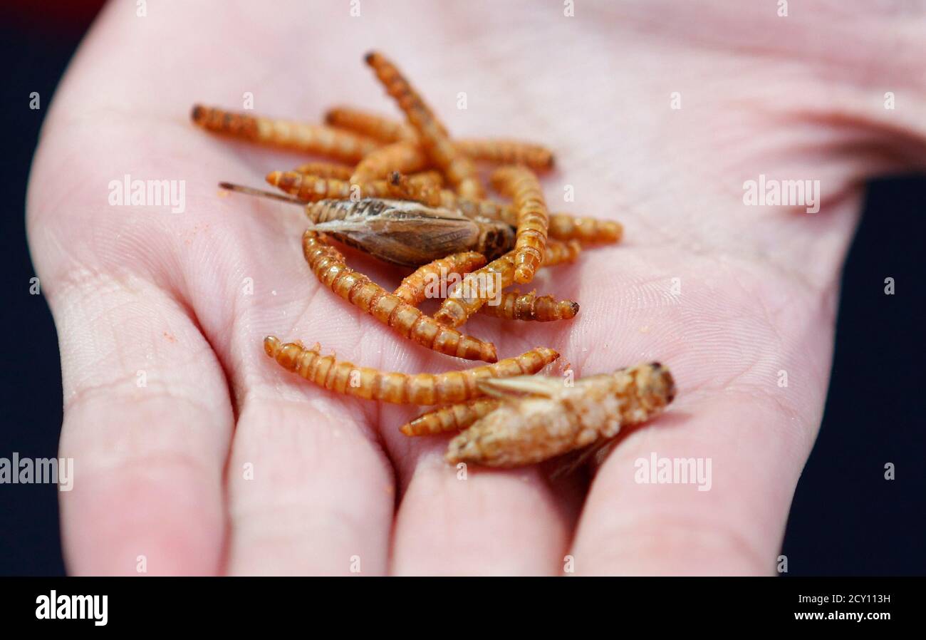Handful of mealworms hi-res stock photography and images - Alamy