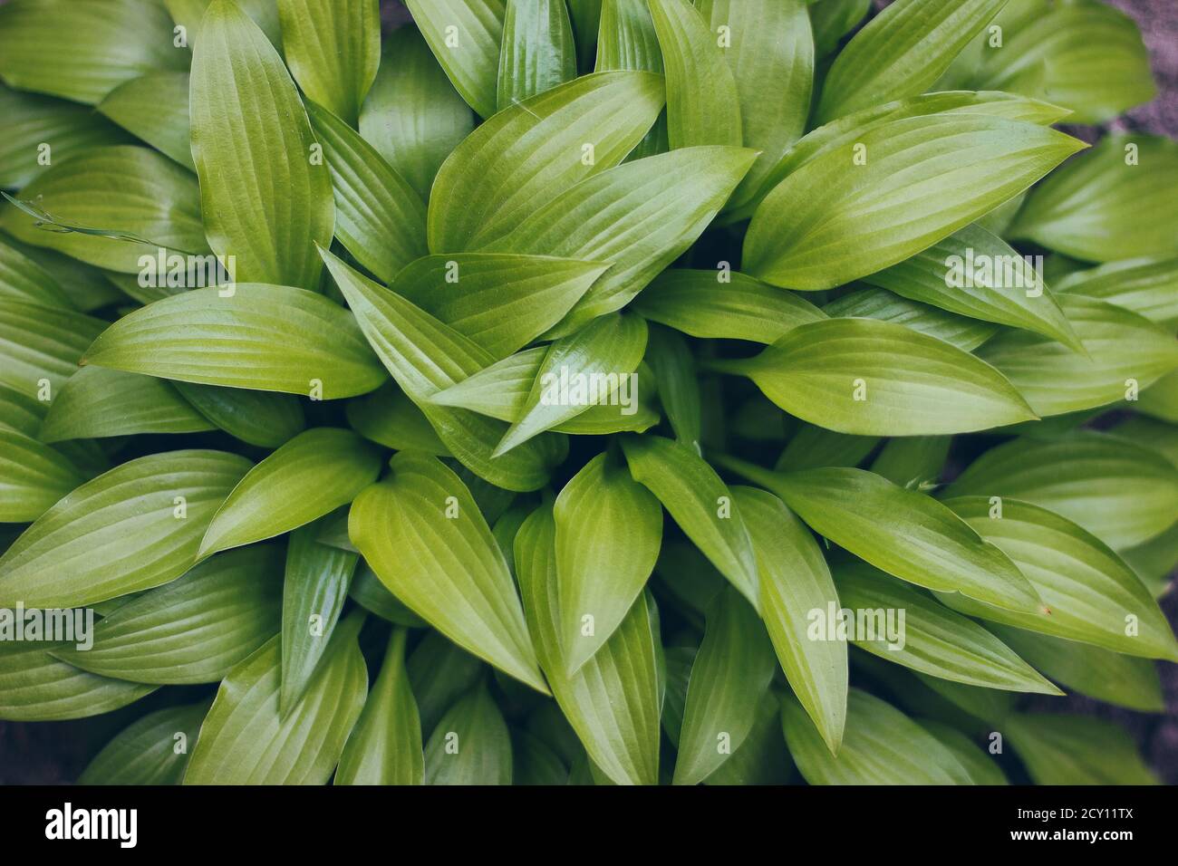 Hosta plant leaves closeup view above, botanical background use Stock ...