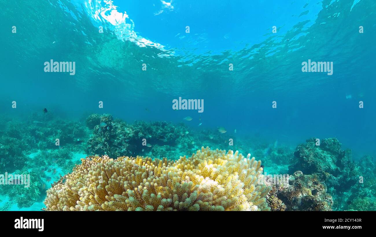 Beautiful underwater world with coral reef and tropical fishes. Panglao ...