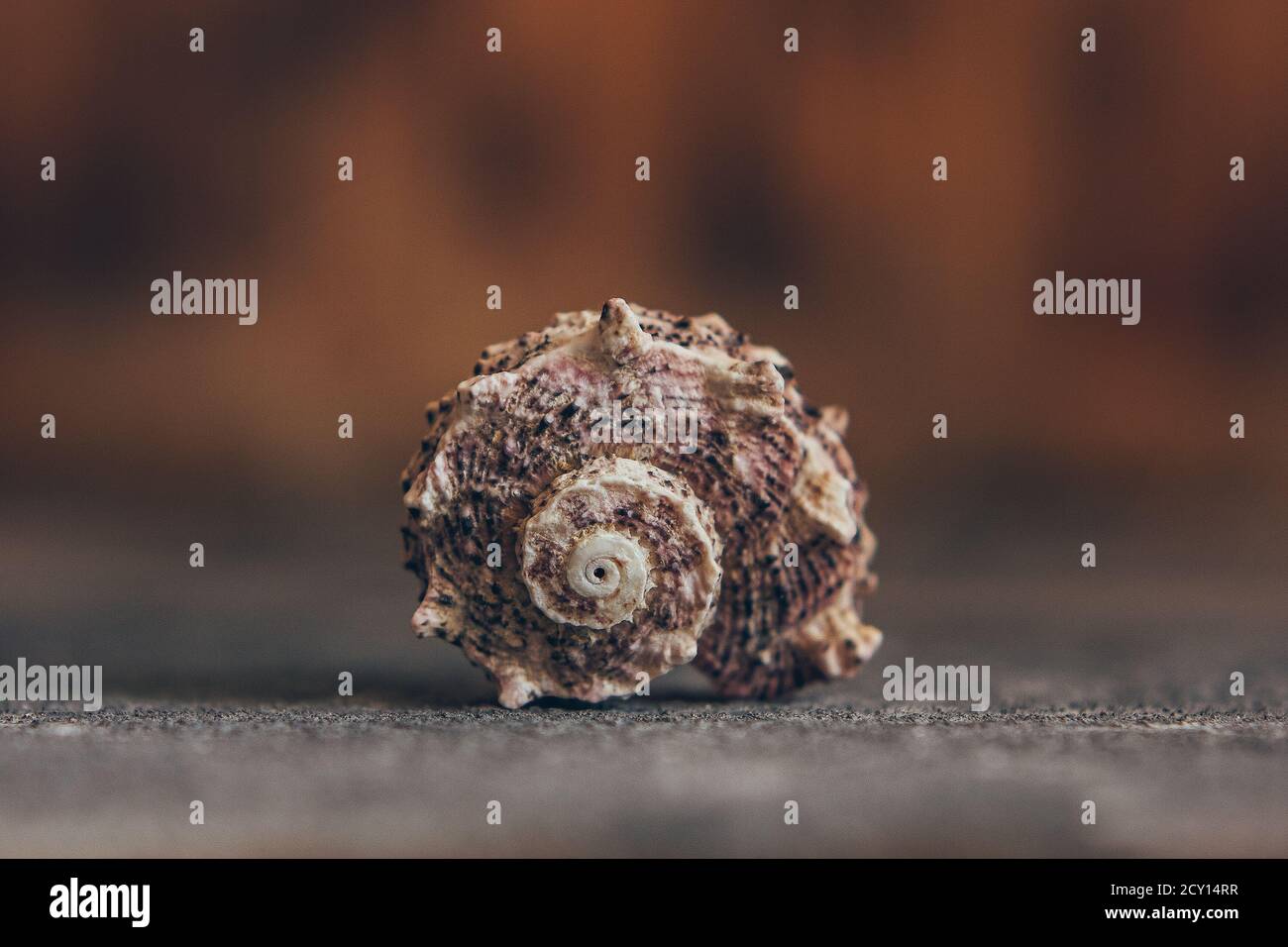 Beautiful brown sea shell on the dark background Stock Photo - Alamy