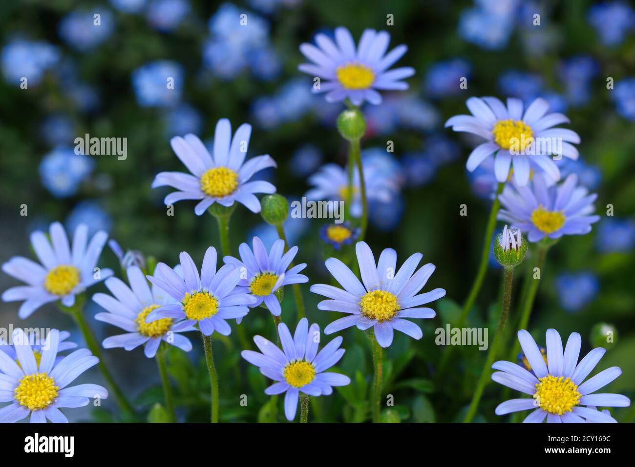 blue dasy flowers macro Stock Photo - Alamy