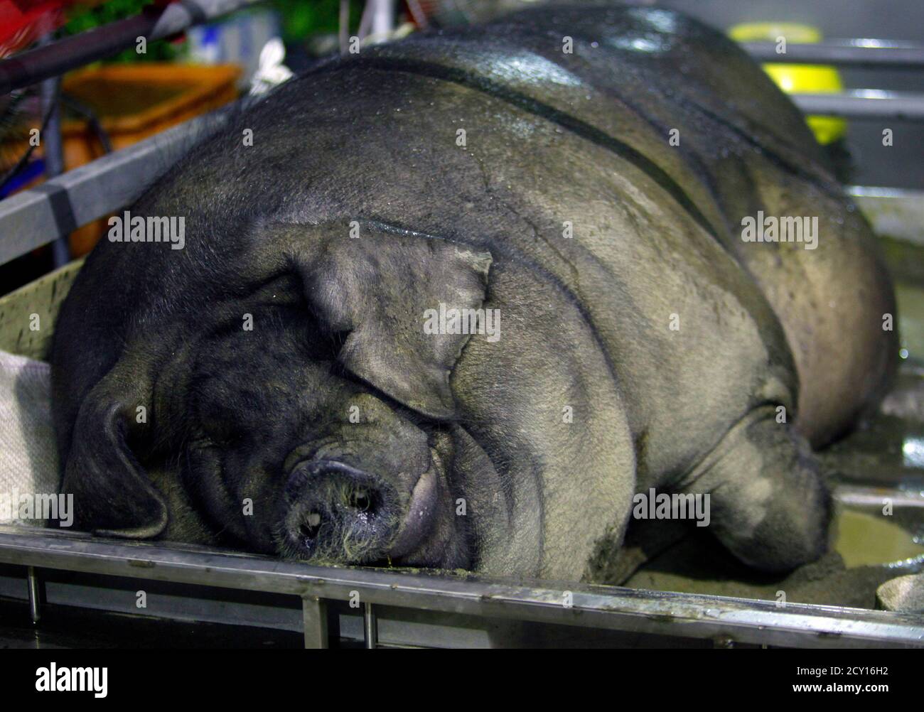 Sacrifice of a pig hi-res stock photography and images - Alamy