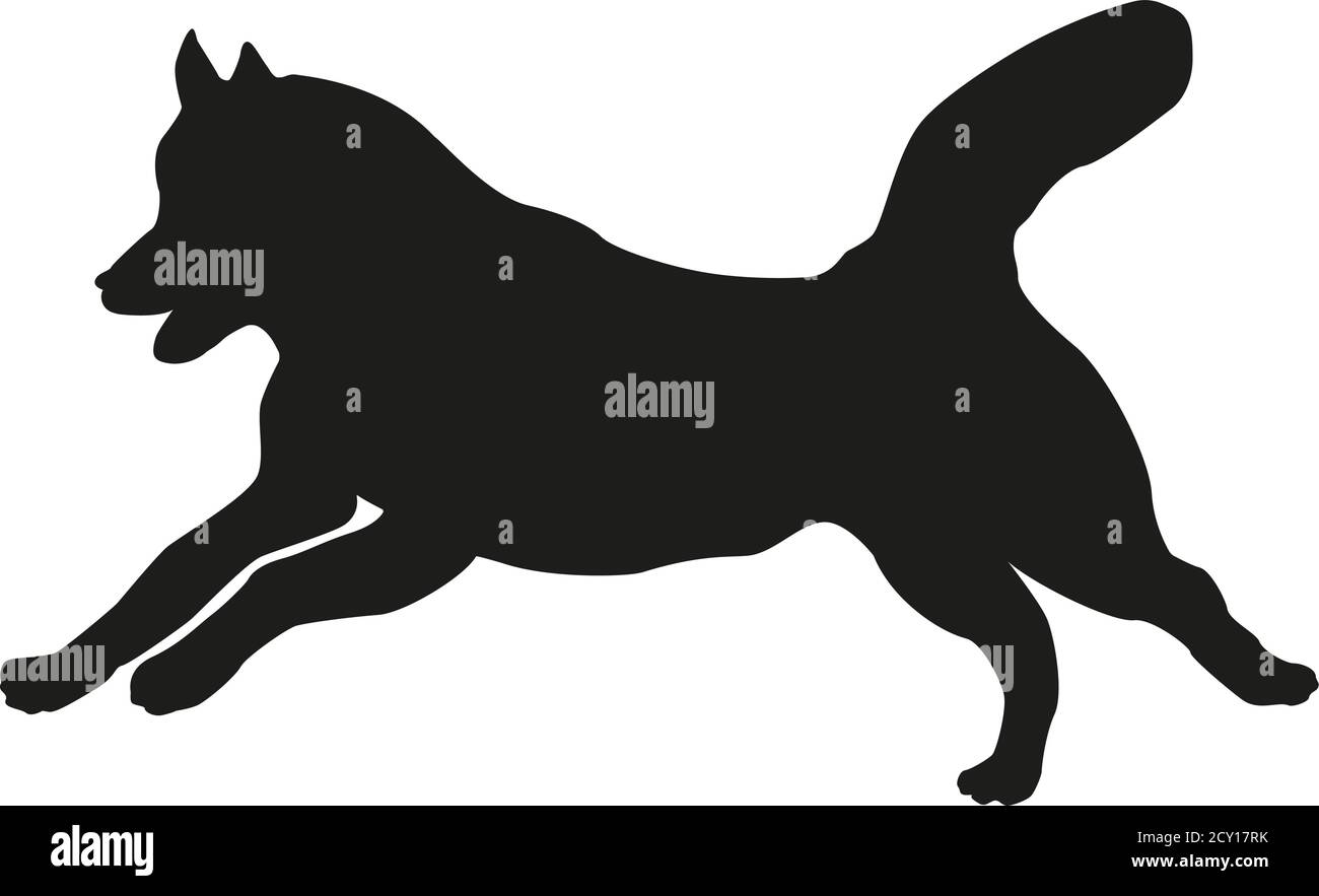 Black dog silhouette. Running siberian husky. Isolated on a white ...