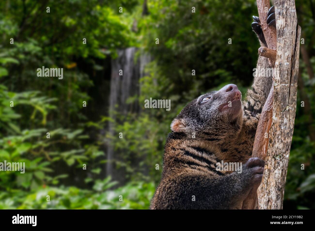 Sulawesi ailurops ursinus hi-res stock photography and images - Alamy