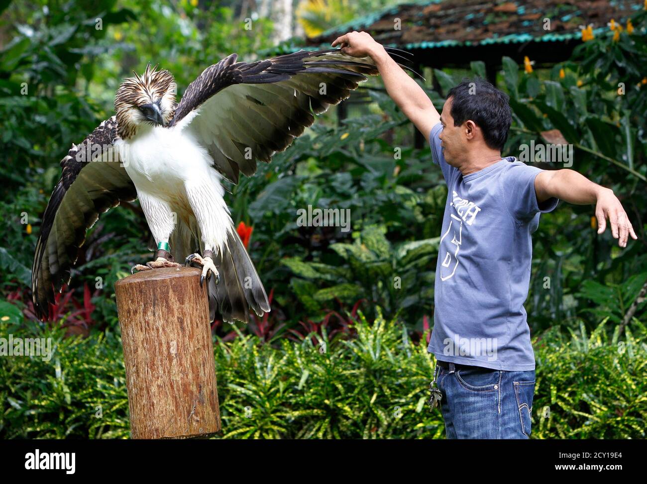 Philippine Eagle Wings