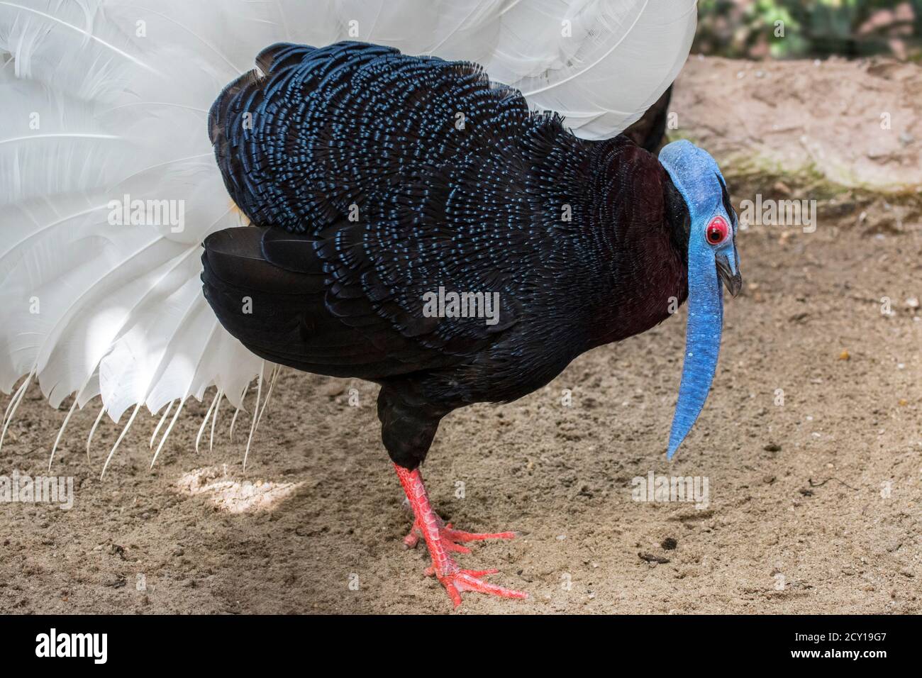 White pheasant hi-res stock photography and images - Alamy