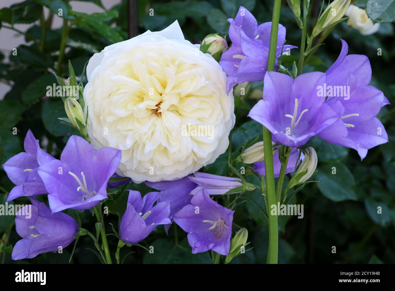 White English Rose High Resolution Stock Photography and Images - Alamy