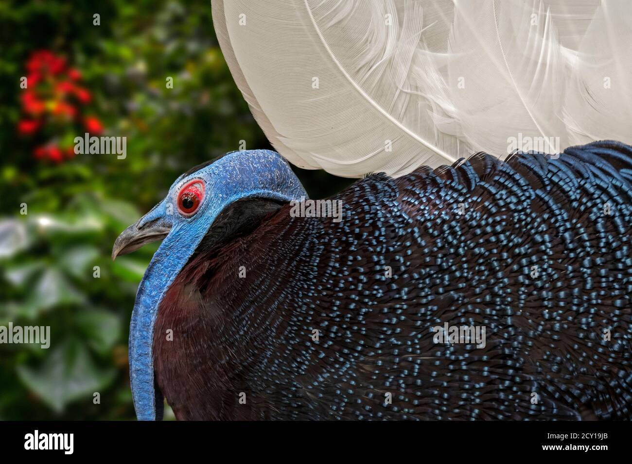 Bulwers pheasant hi-res stock photography and images - Alamy