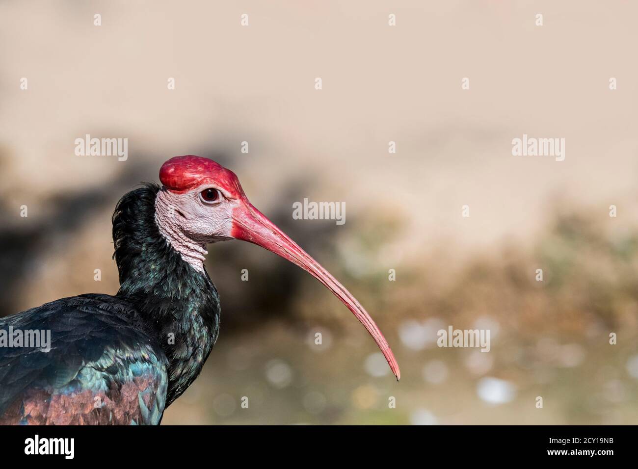 Southern bald ibis (Geronticus calvus / Tantalus calvus), wading bird ...