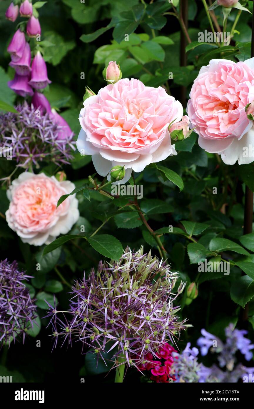 english rose in apricot Wildeve in summer garden Stock Photo - Alamy