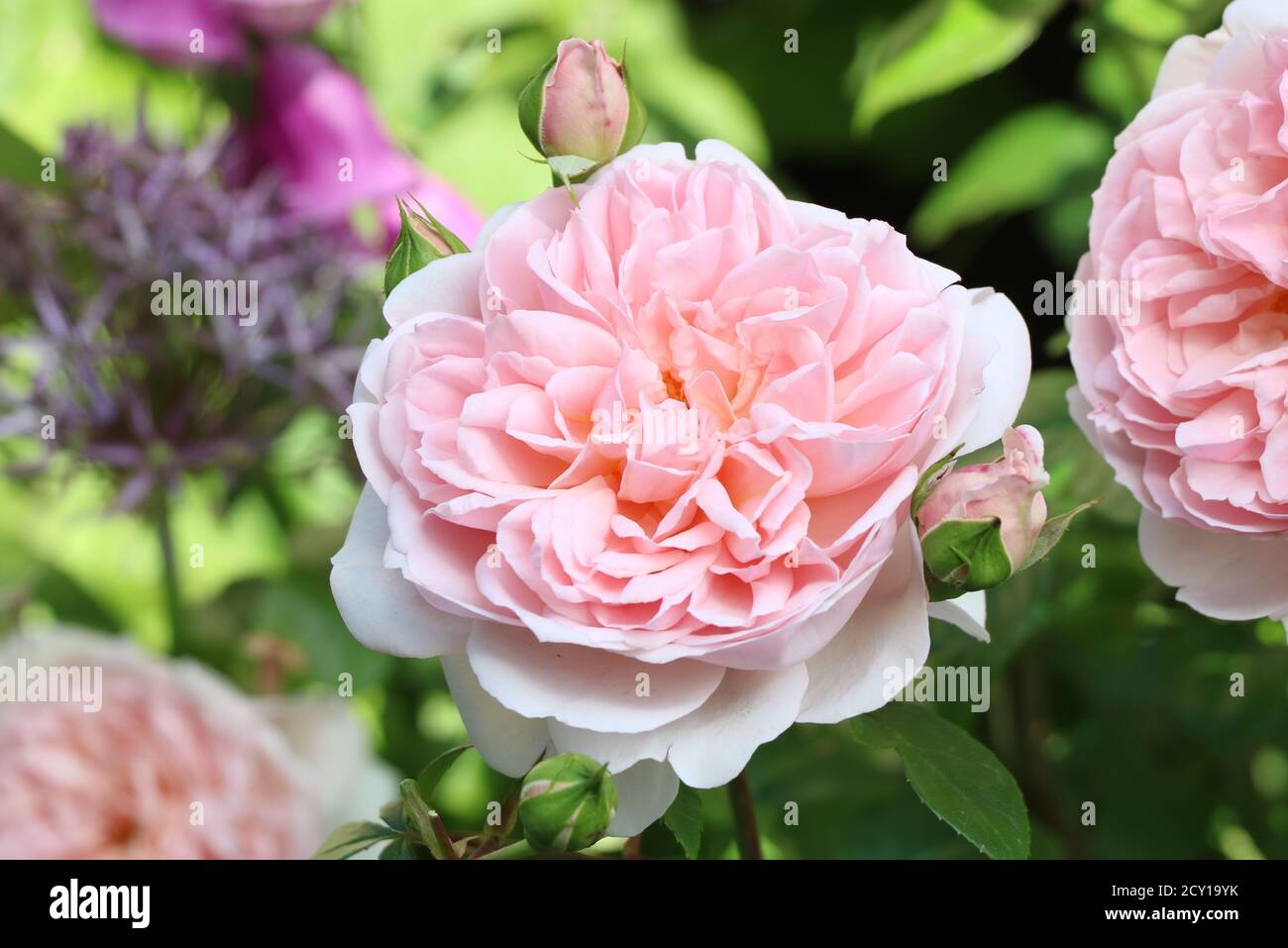 english rose in apricot Wildeve in summer garden Stock Photo - Alamy