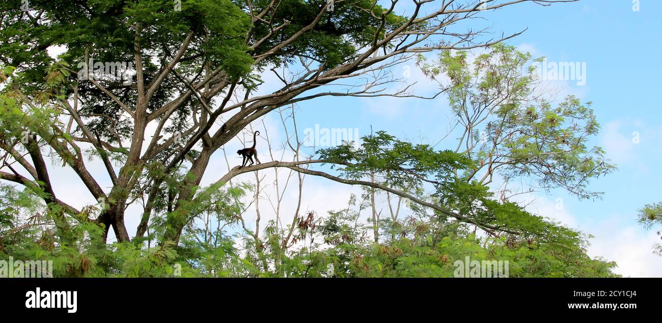 Monkey walking on a branch of an tree in the jungle Stock Photo - Alamy