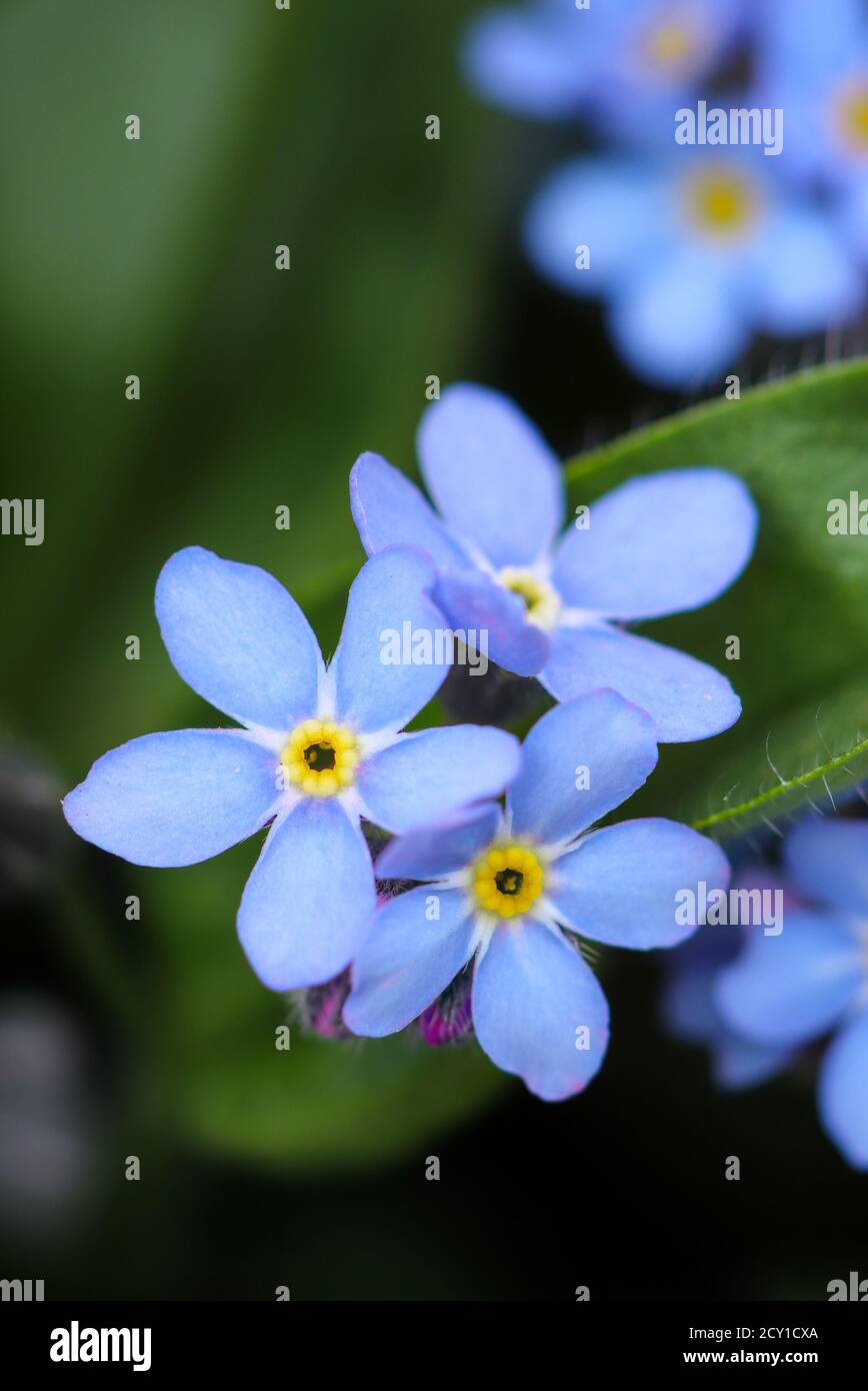 blue forget me not flower macro Stock Photo - Alamy