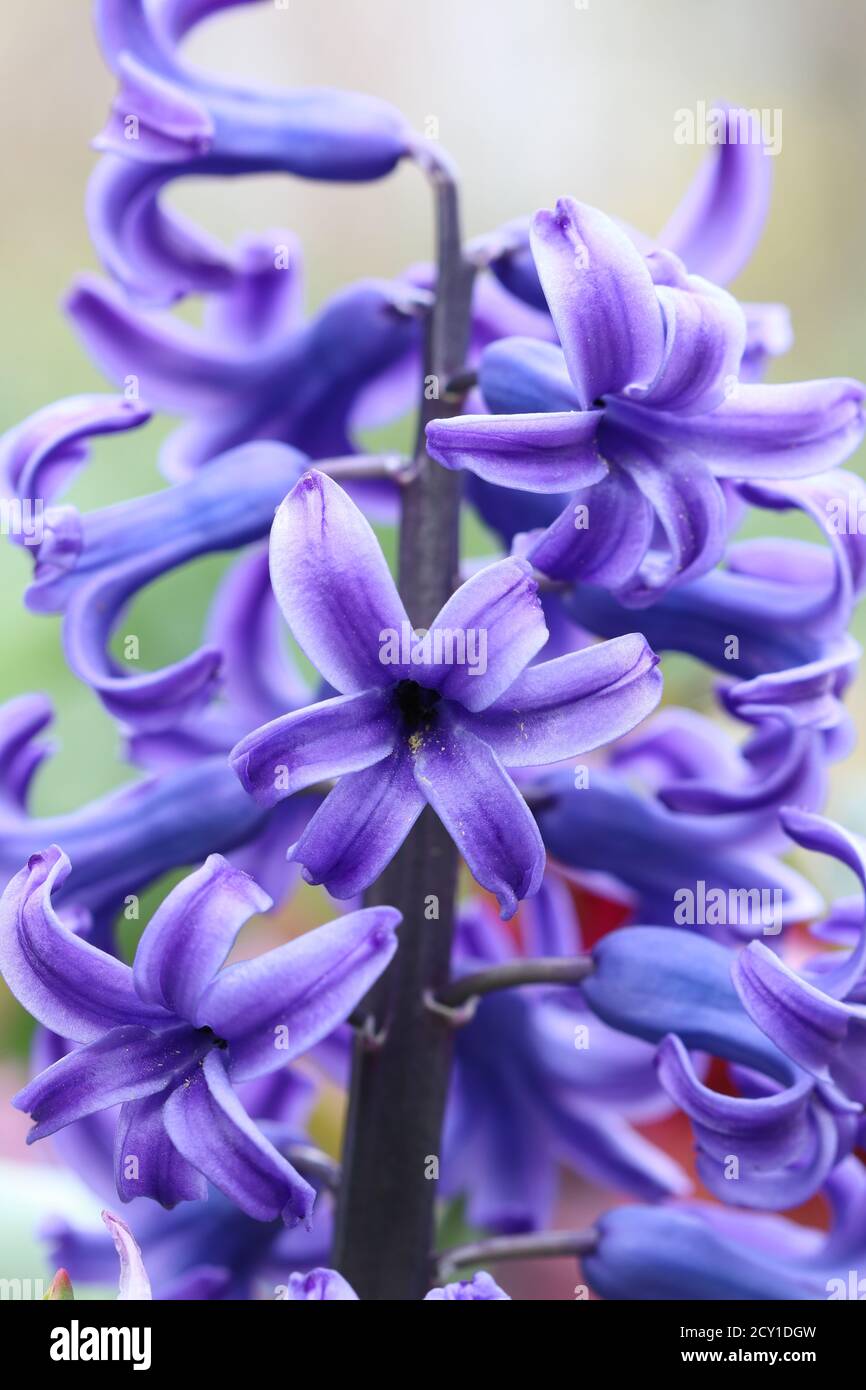 purple hyacinth macro Stock Photo - Alamy